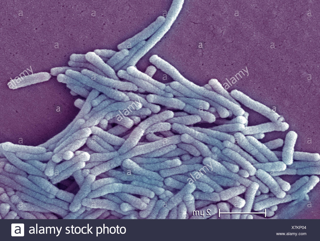 Human Cells Bacteria High Resolution Stock Photography and Images - Alamy