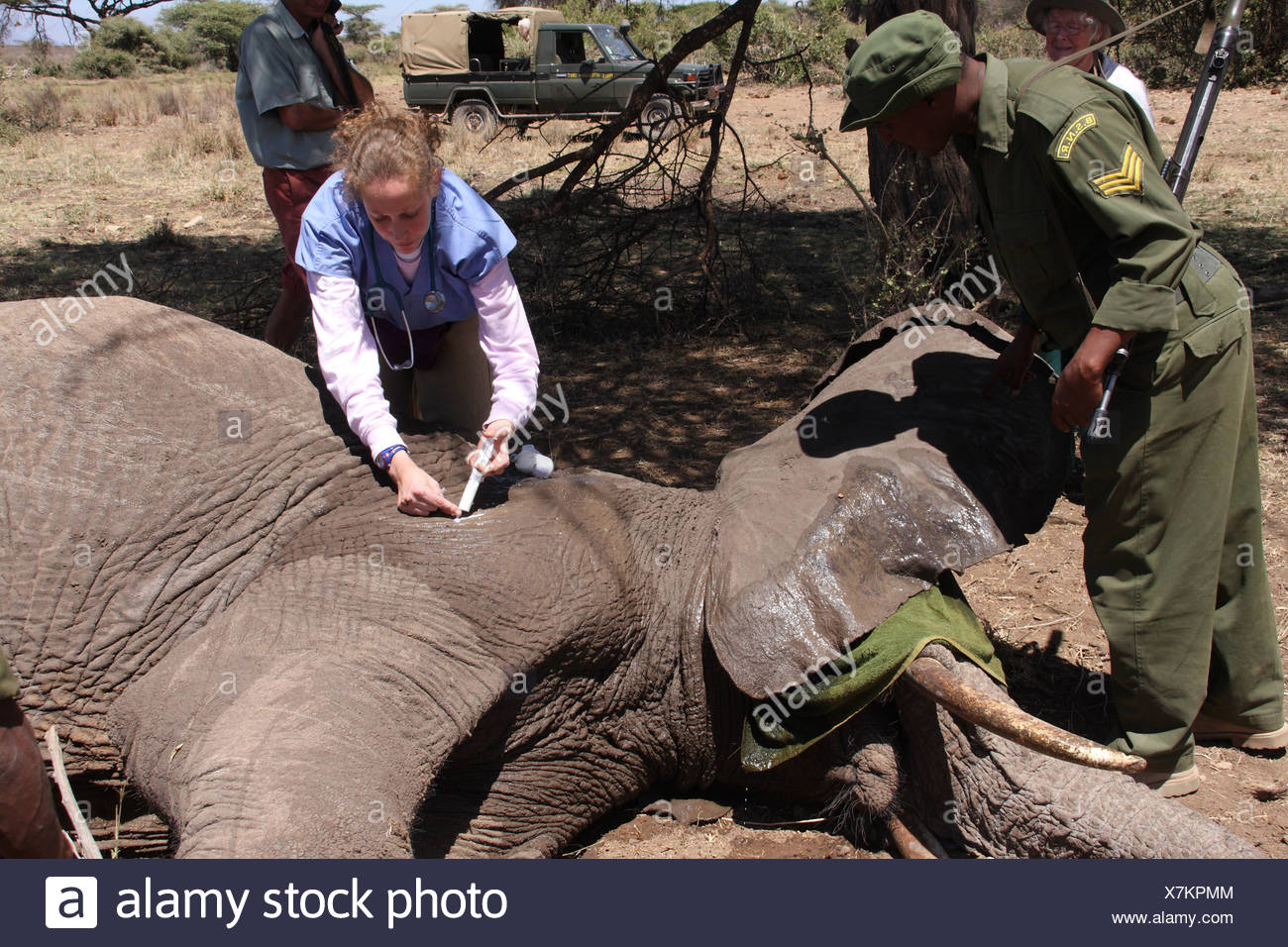 Tranquilizer Dart Stock Photos & Tranquilizer Dart Stock Images - Alamy