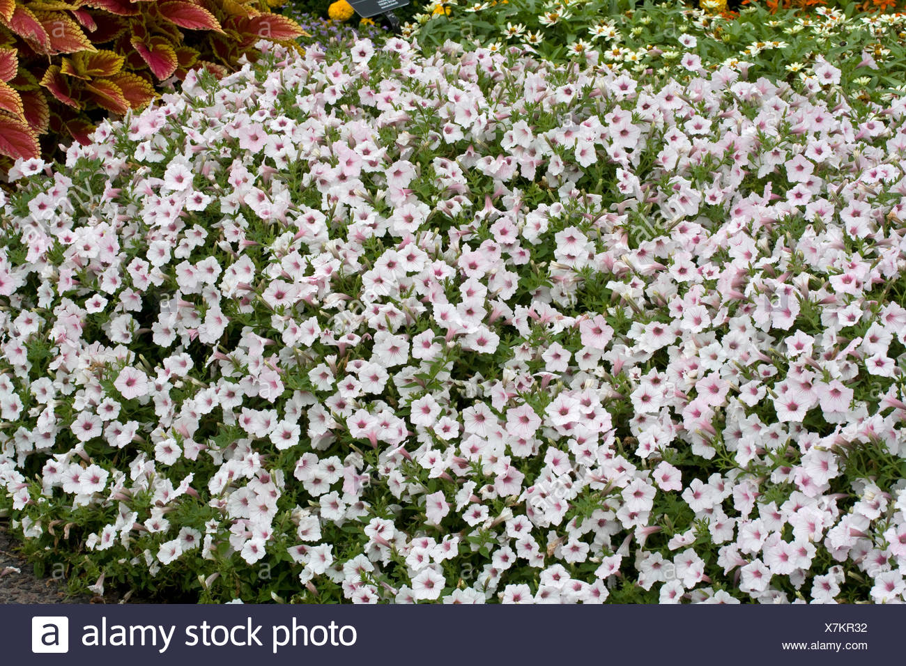 Supertunia Stock Photos & Supertunia Stock Images - Alamy