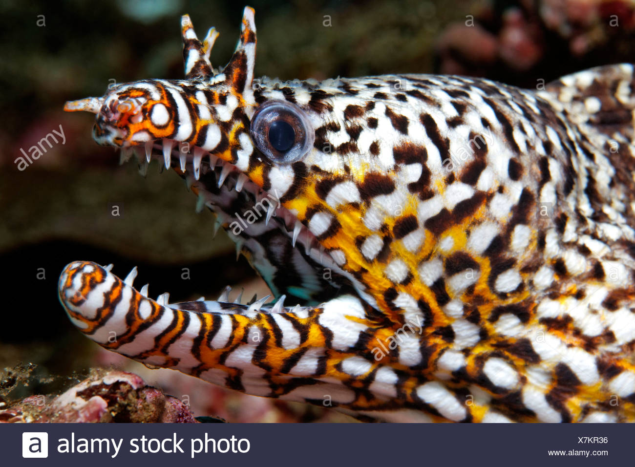 Leopard Moray Eel High Resolution Stock Photography and Images - Alamy