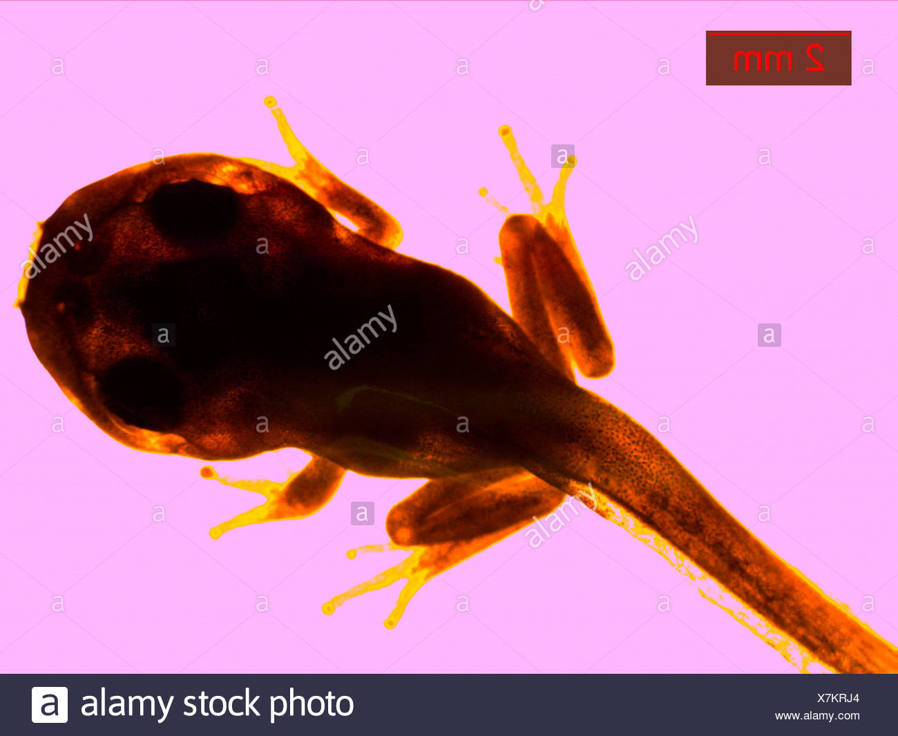 Frog Development High Resolution Stock Photography and Images - Alamy
