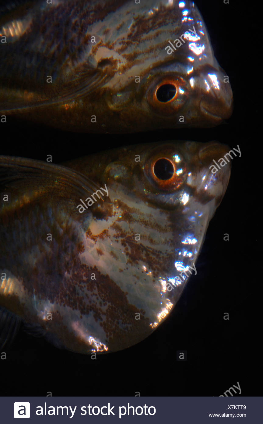 Freshwater Hatchetfish High Resolution Stock Photography and Images - Alamy