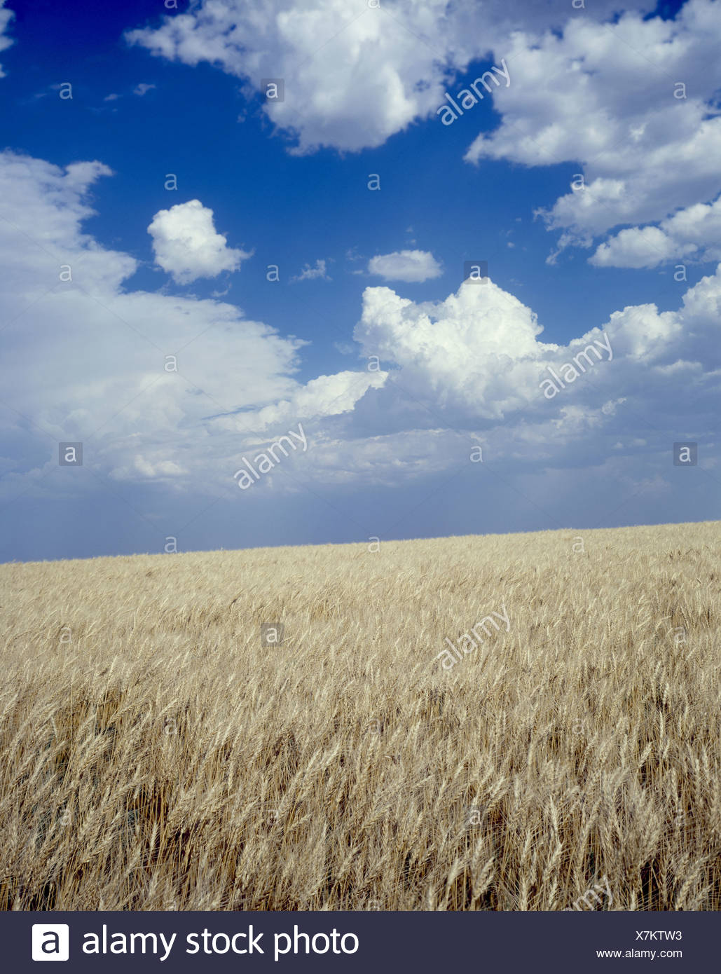 Kansas Wheat Field High Resolution Stock Photography and Images - Alamy