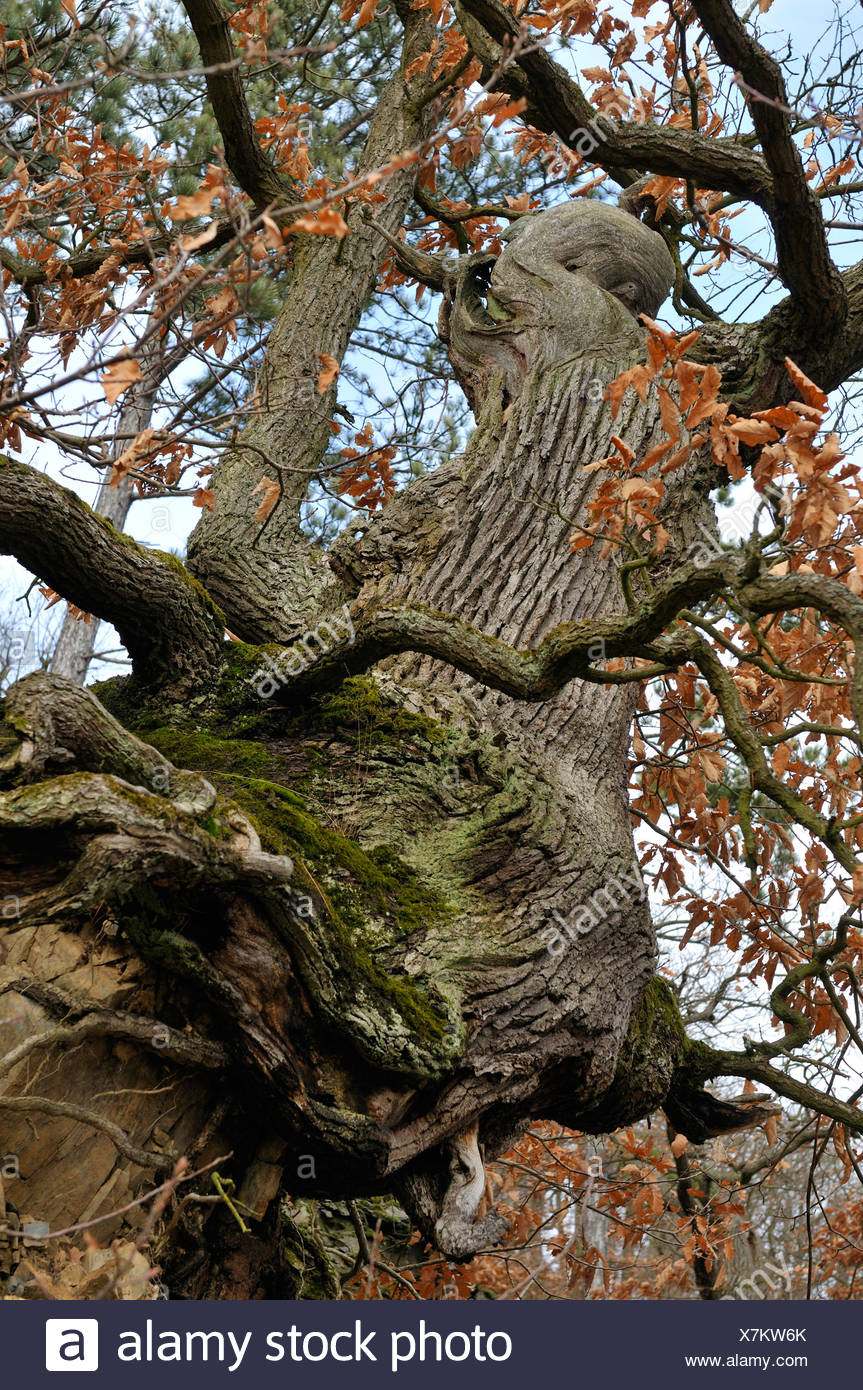 Gnarled Oak Tree High Resolution Stock Photography and Images - Alamy