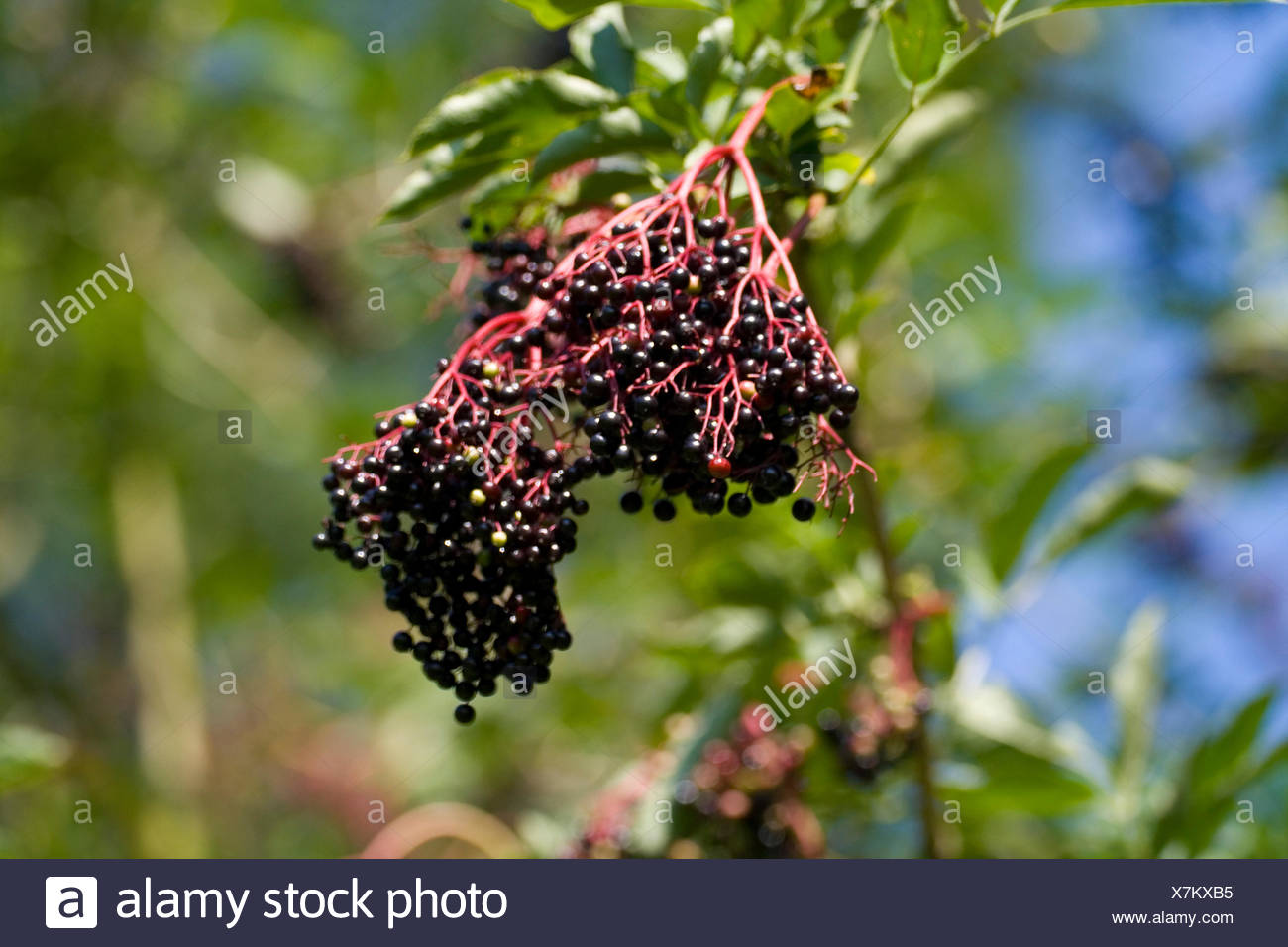 Hollunder High Resolution Stock Photography and Images - Alamy