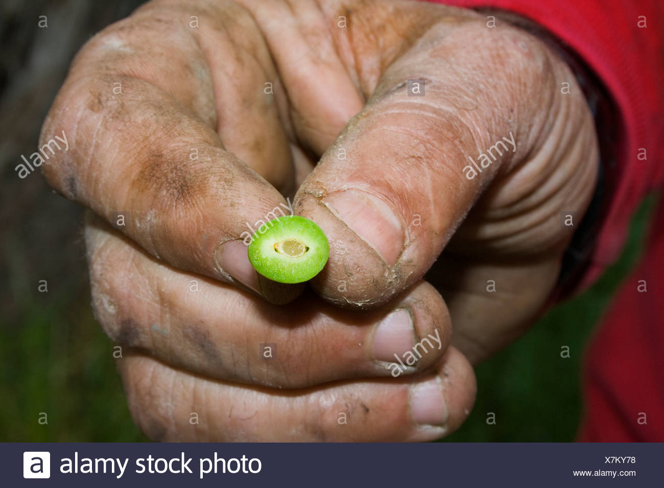 Hand Prunes High Resolution Stock Photography and Images - Alamy