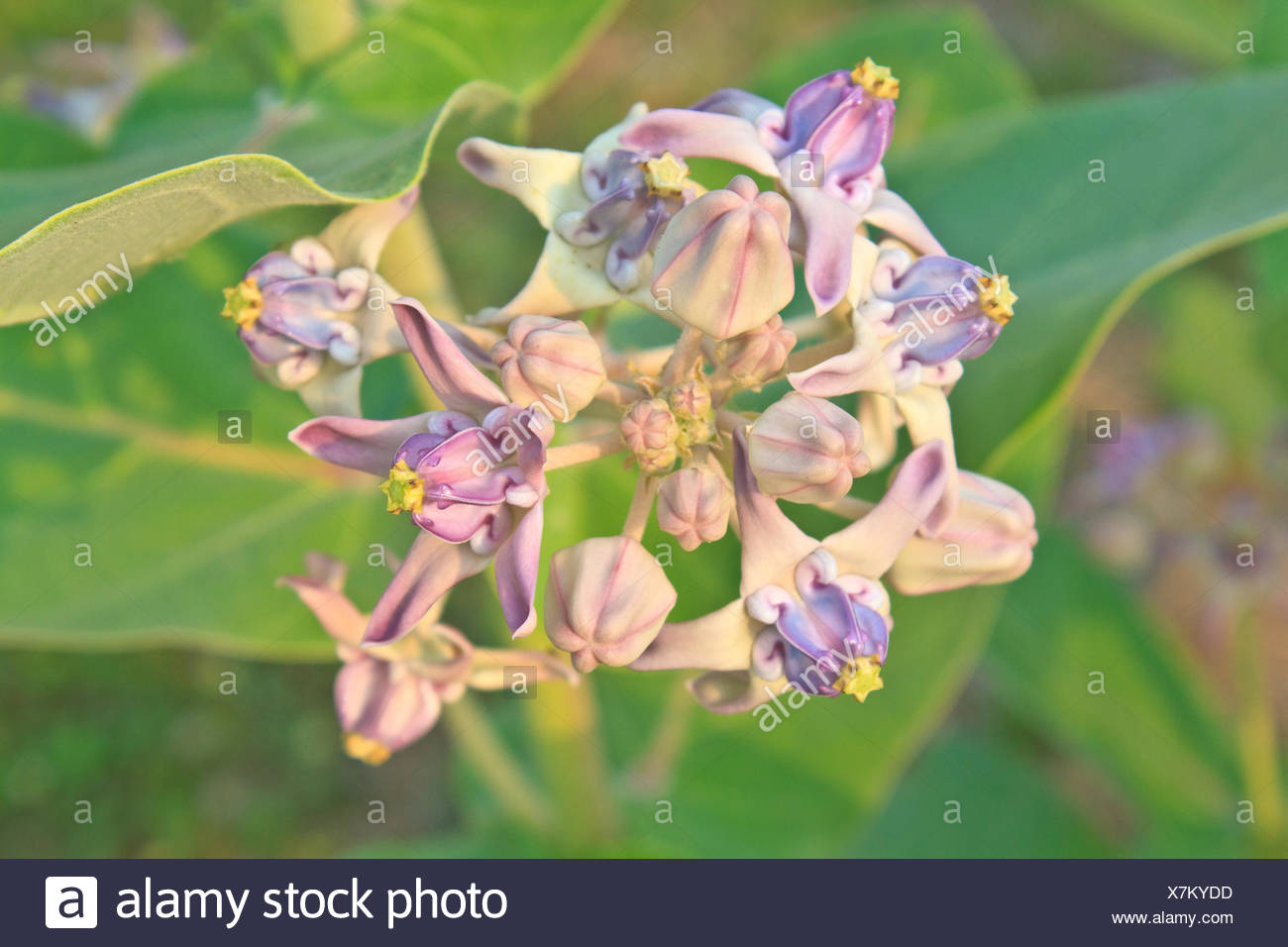 Giant Indian Milkweed High Resolution Stock Photography and Images - Alamy