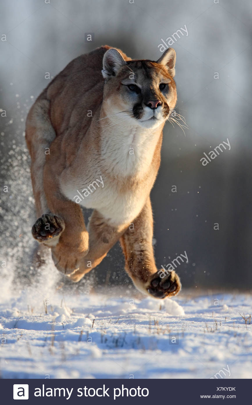Cougar Running High Resolution Stock Photography and Images - Alamy