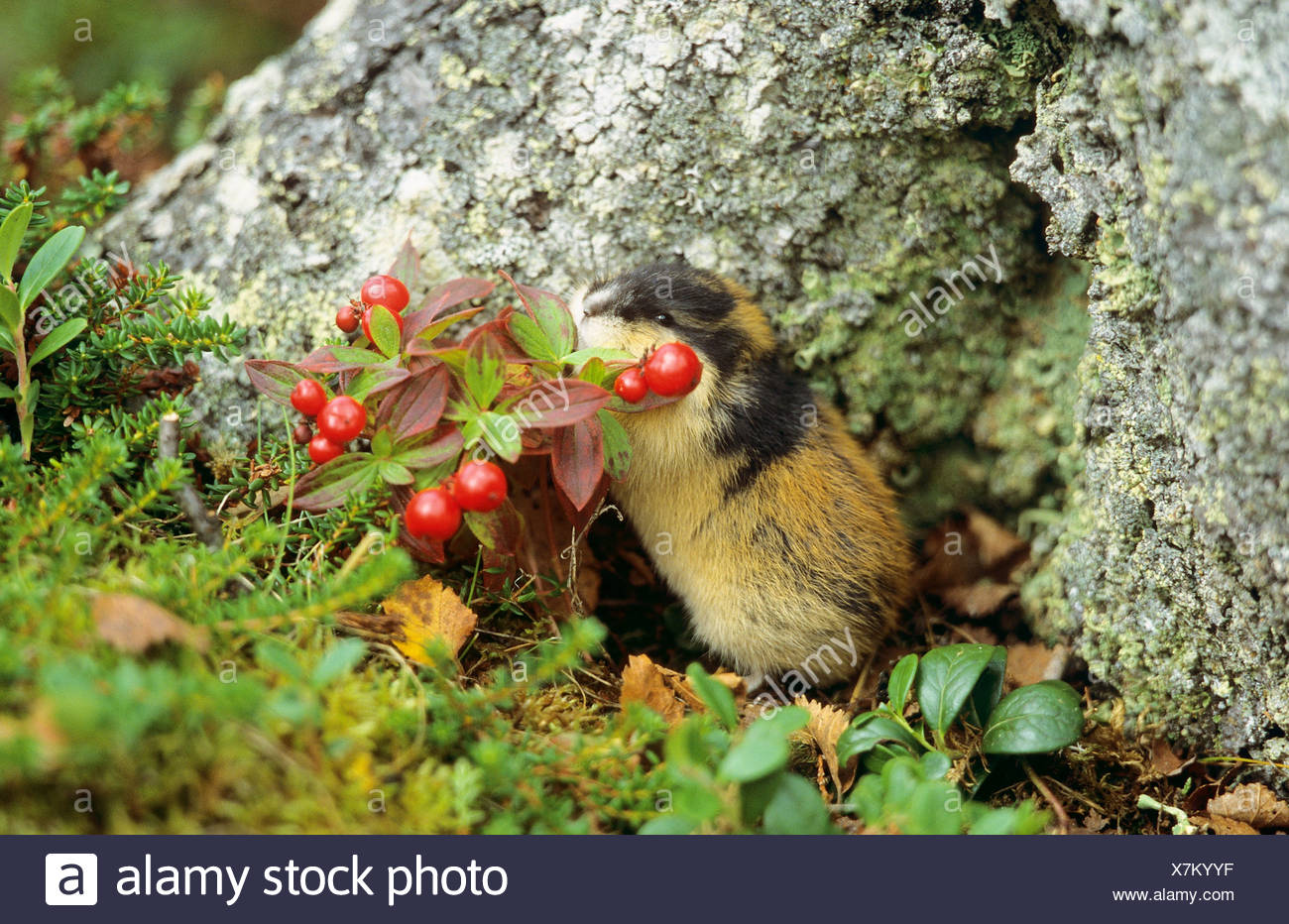 Lemmings Rodent High Resolution Stock Photography and Images - Alamy
