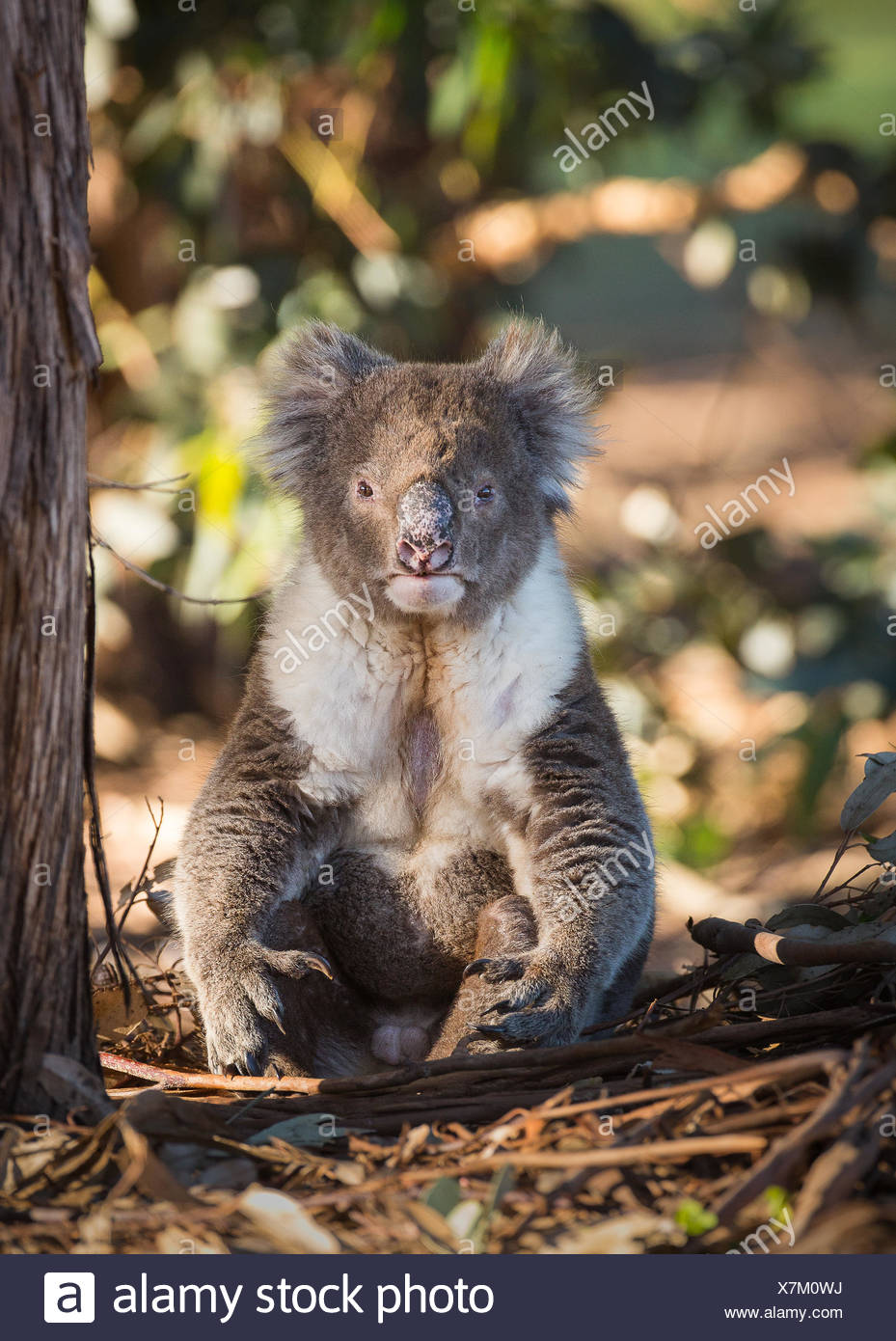 Koala Stock Photos & Koala Stock Images - Alamy