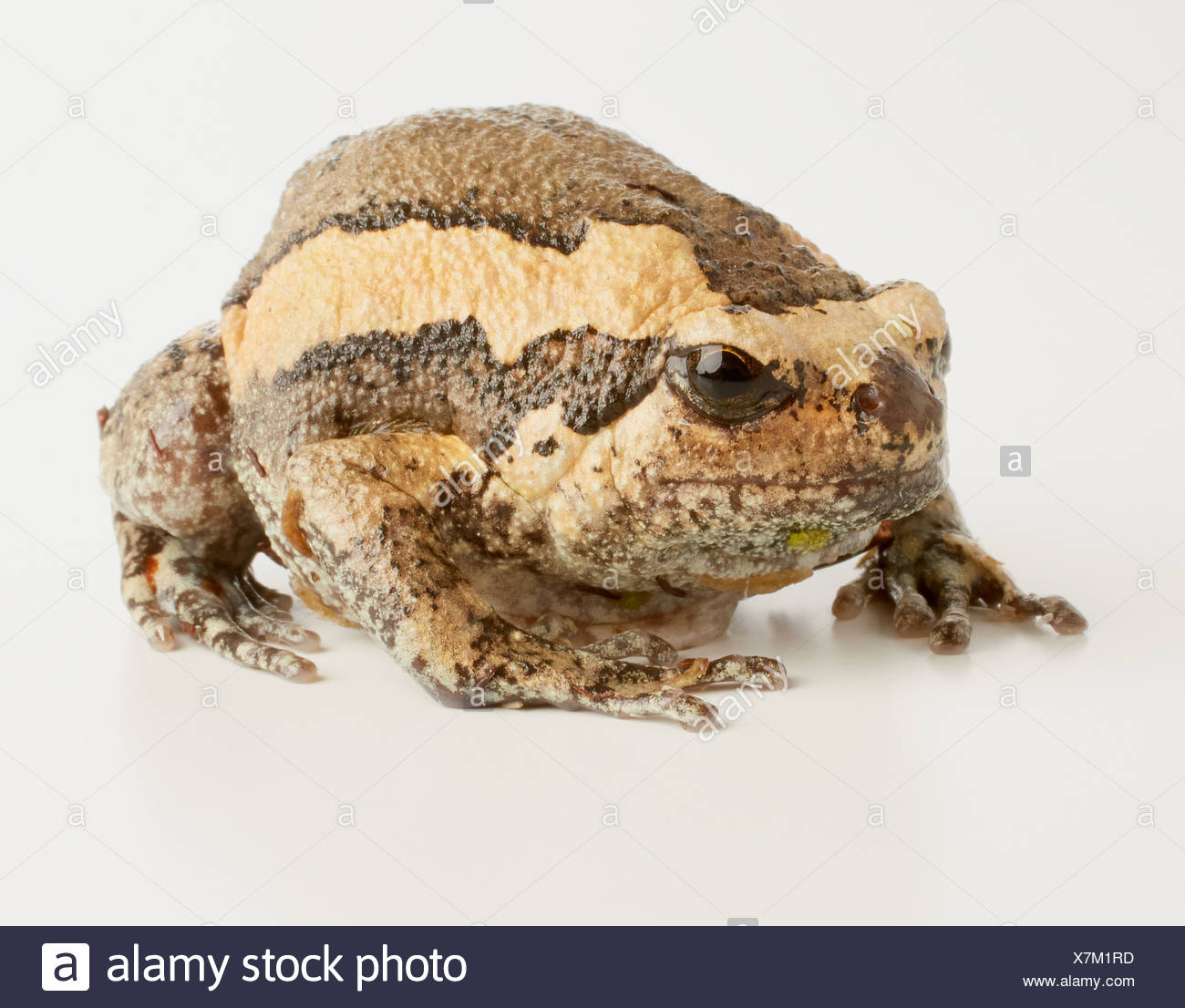 Banded Bullfrog High Resolution Stock Photography and Images - Alamy