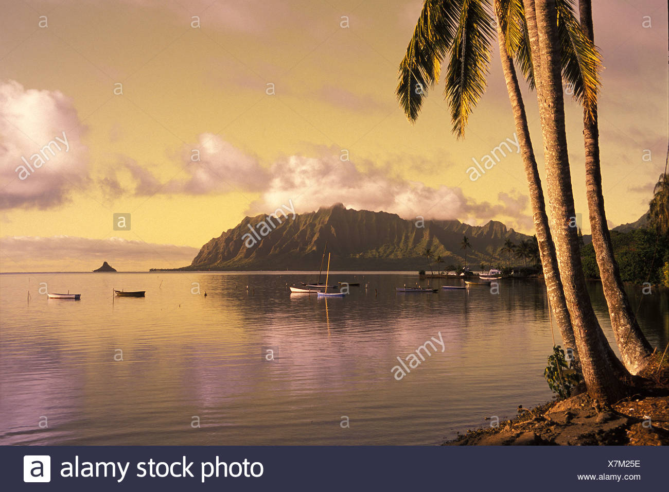 Haloa High Resolution Stock Photography and Images - Alamy