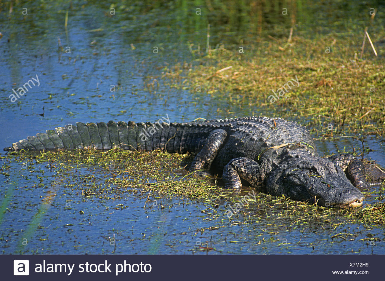 Mississippi River Alligator Stock Photos & Mississippi River Alligator ...