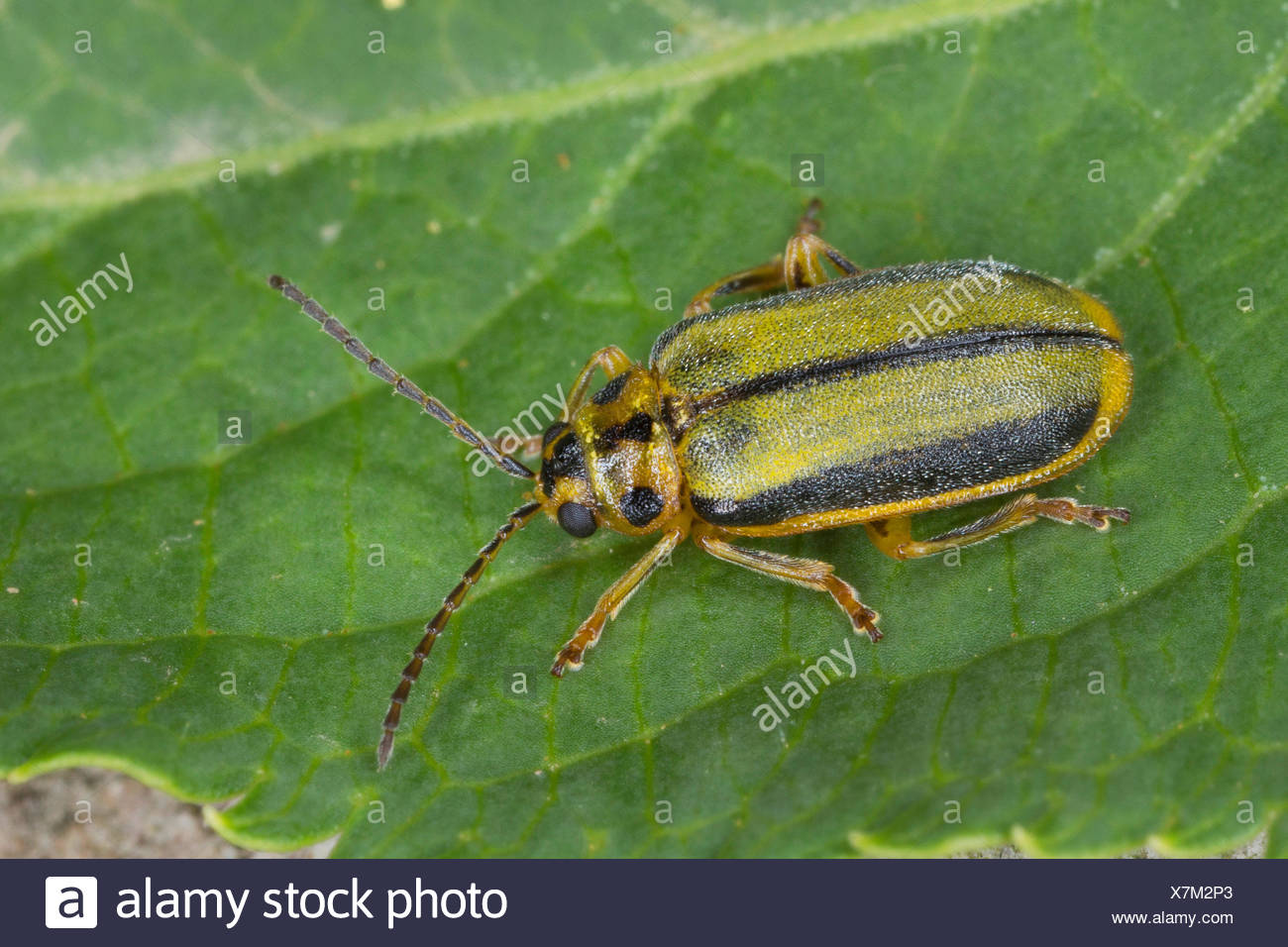 Elm Beetle High Resolution Stock Photography and Images - Alamy