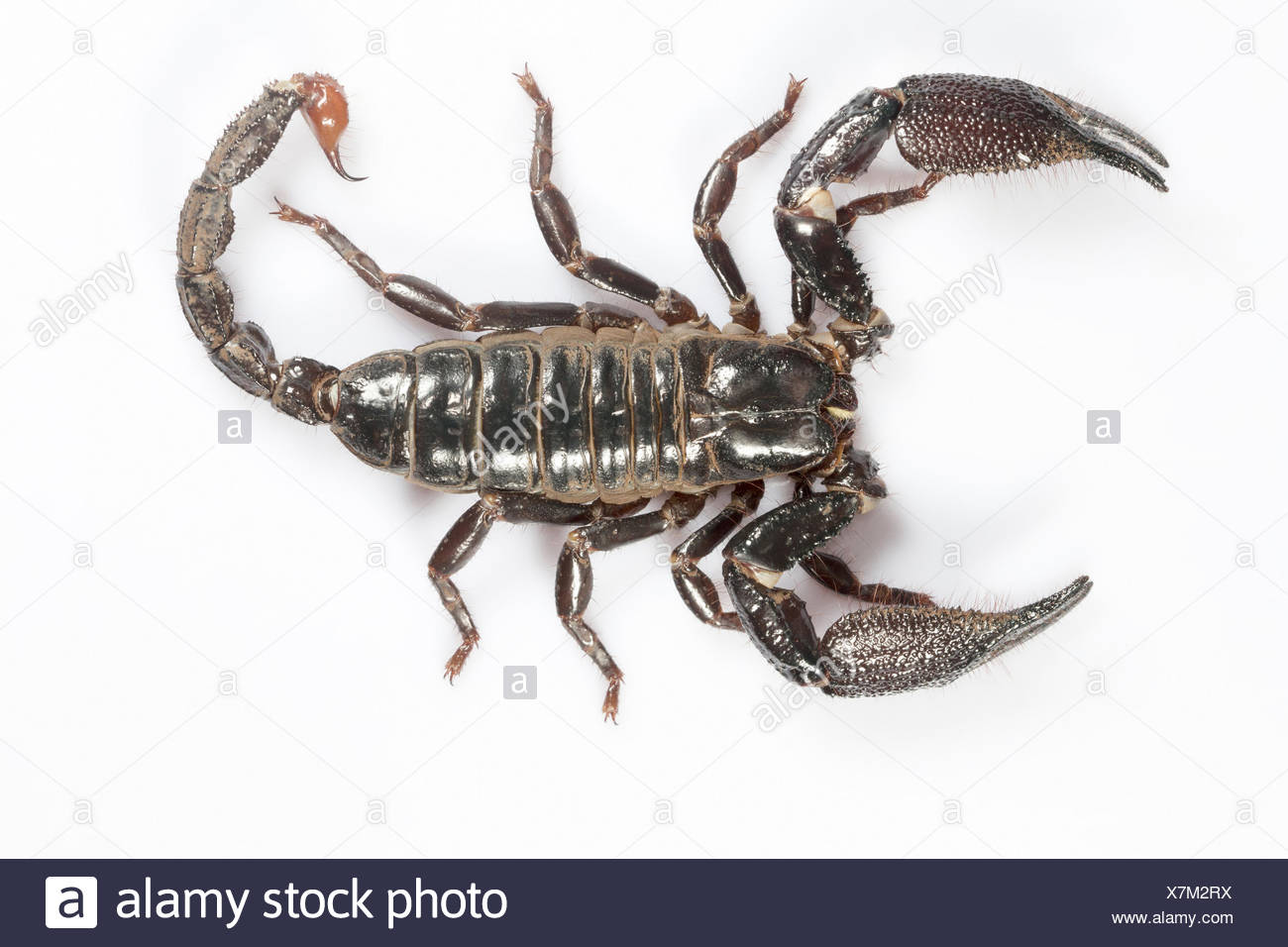 Scorpion Pincers High Resolution Stock Photography and Images - Alamy