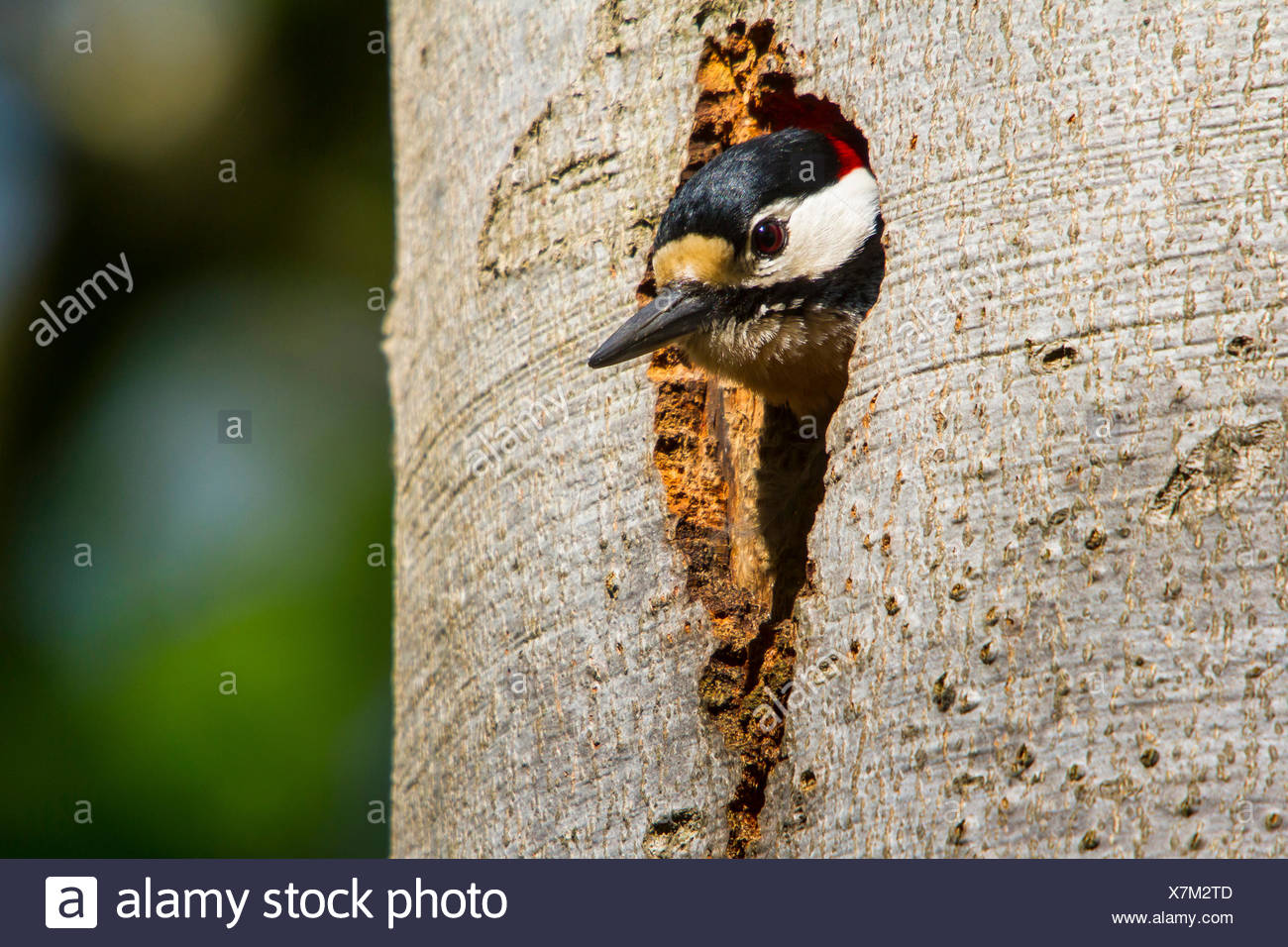 Grosse Buntspechte High Resolution Stock Photography and Images - Alamy