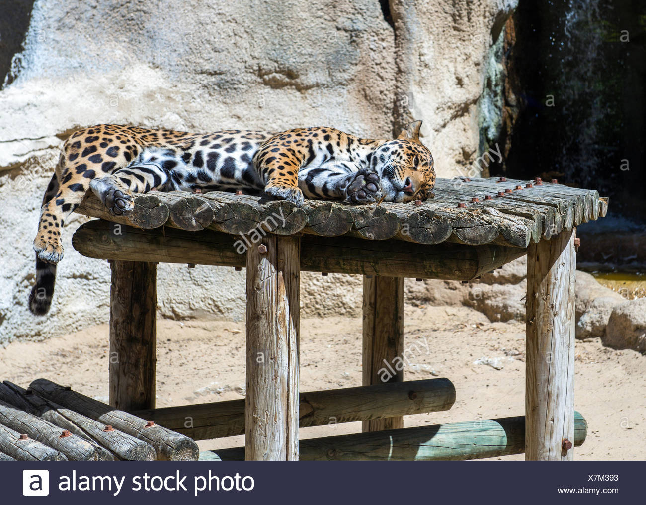 Leopard In Cage High Resolution Stock Photography and Images - Alamy
