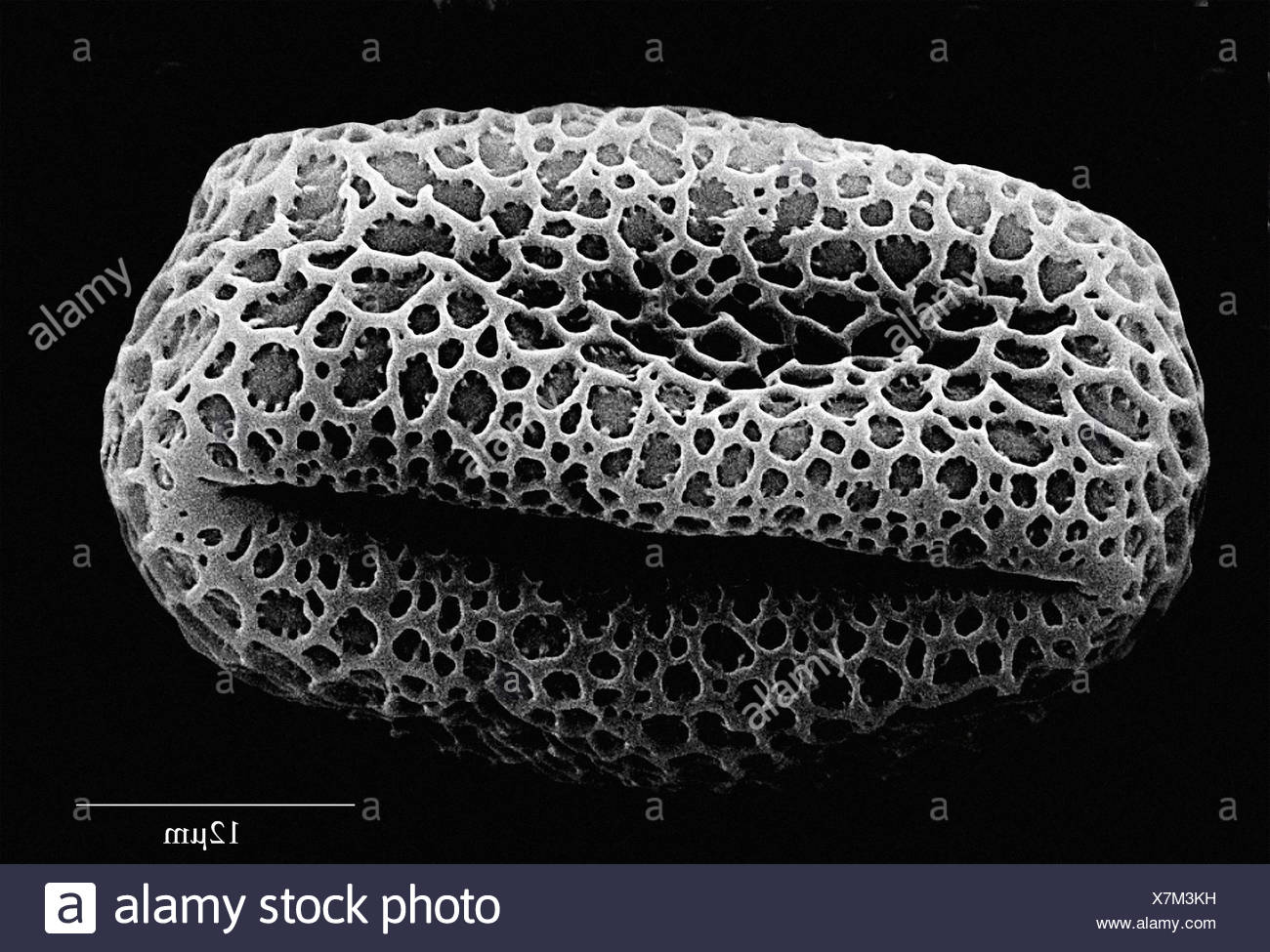Electron Microscope Pollen High Resolution Stock Photography and Images ...