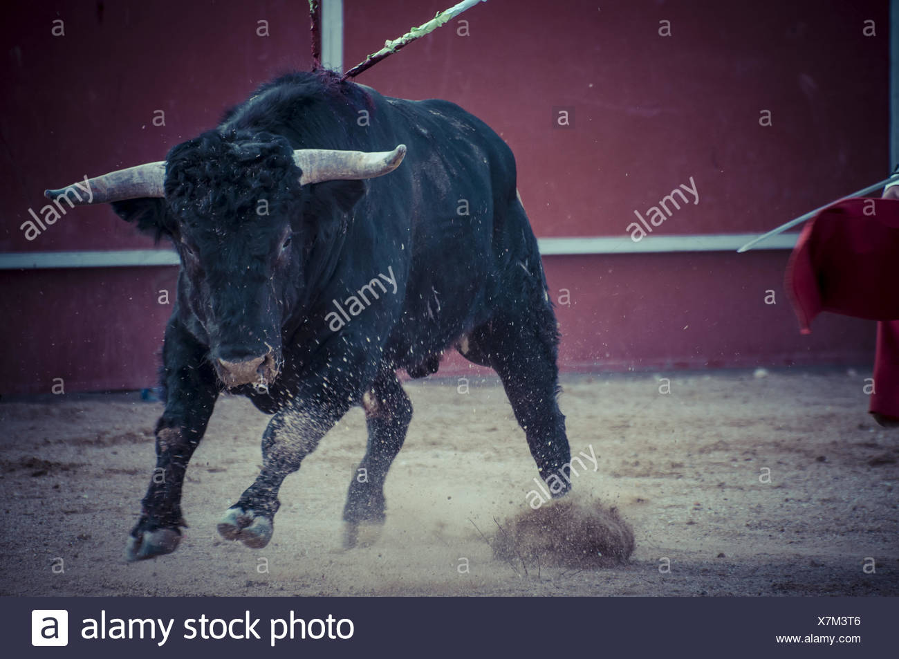 Bullfighting Stadium High Resolution Stock Photography and Images - Alamy