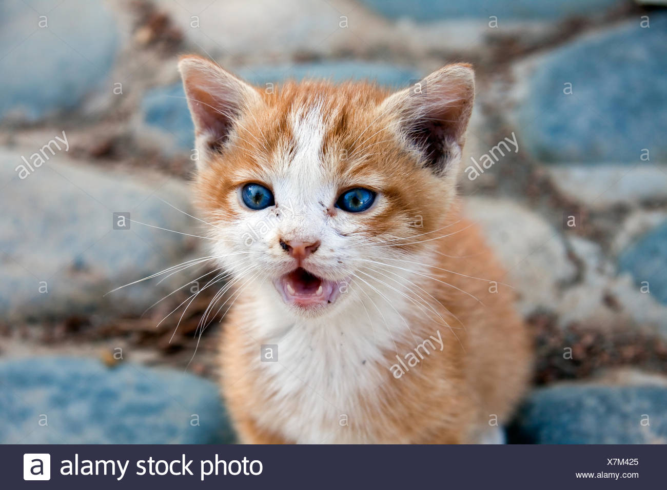 Home For Animals High Resolution Stock Photography and Images - Alamy