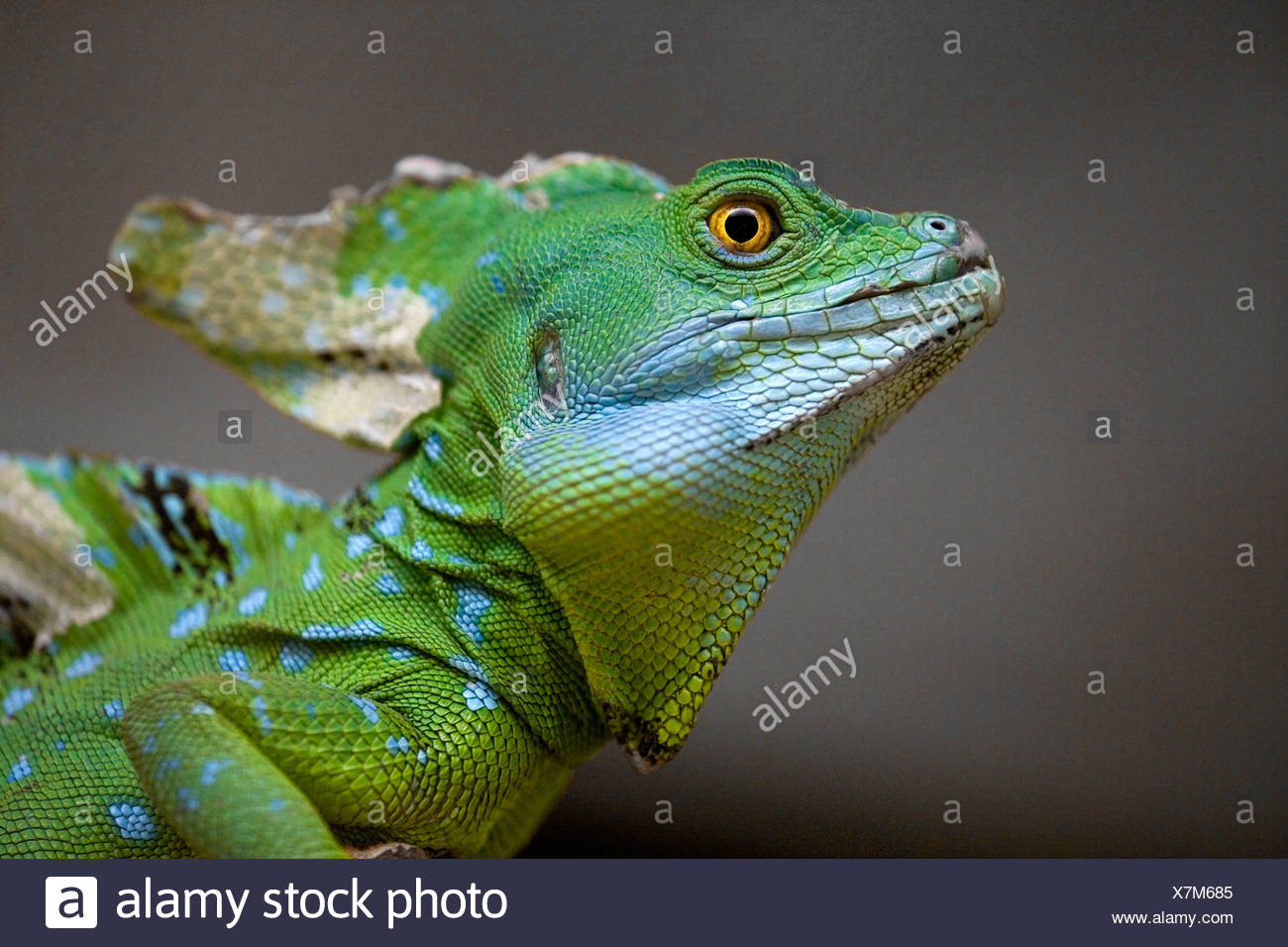 Basilisk Lizard High Resolution Stock Photography and Images - Alamy