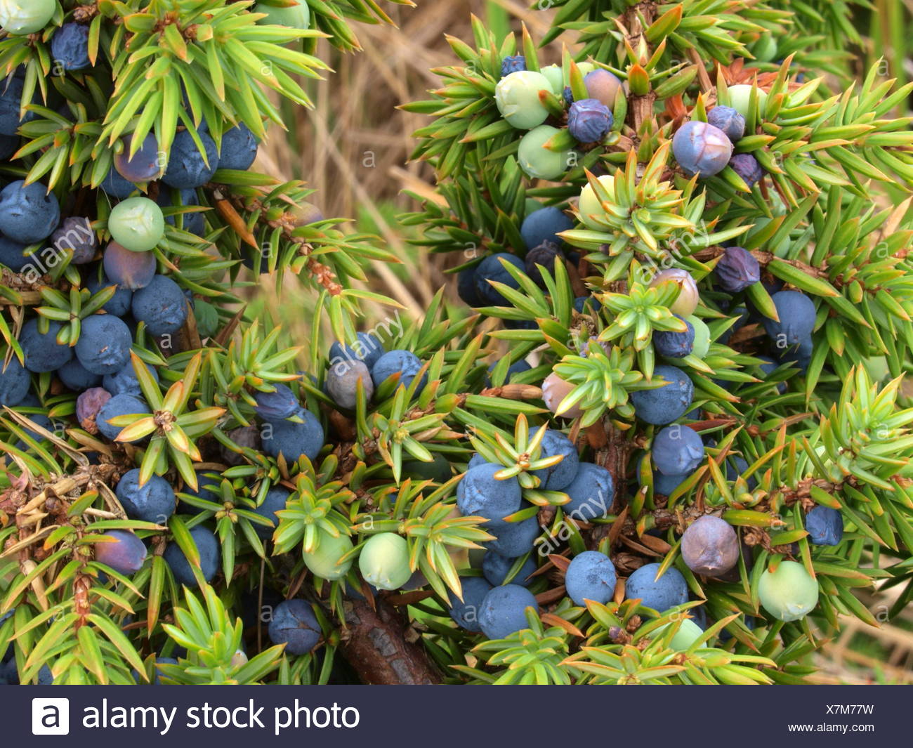 Juniperus Communis Beeren High Resolution Stock Photography and Images ...