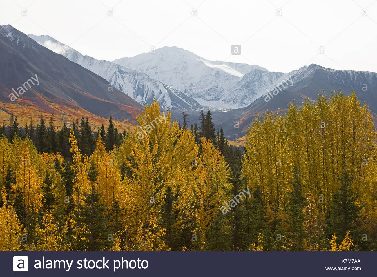 Indian Summer Along Alaska Highway High Resolution Stock Photography ...