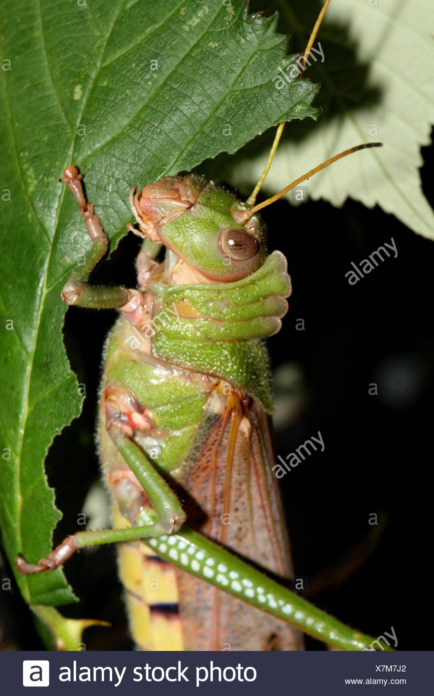 American Grasshopper High Resolution Stock Photography and Images - Alamy