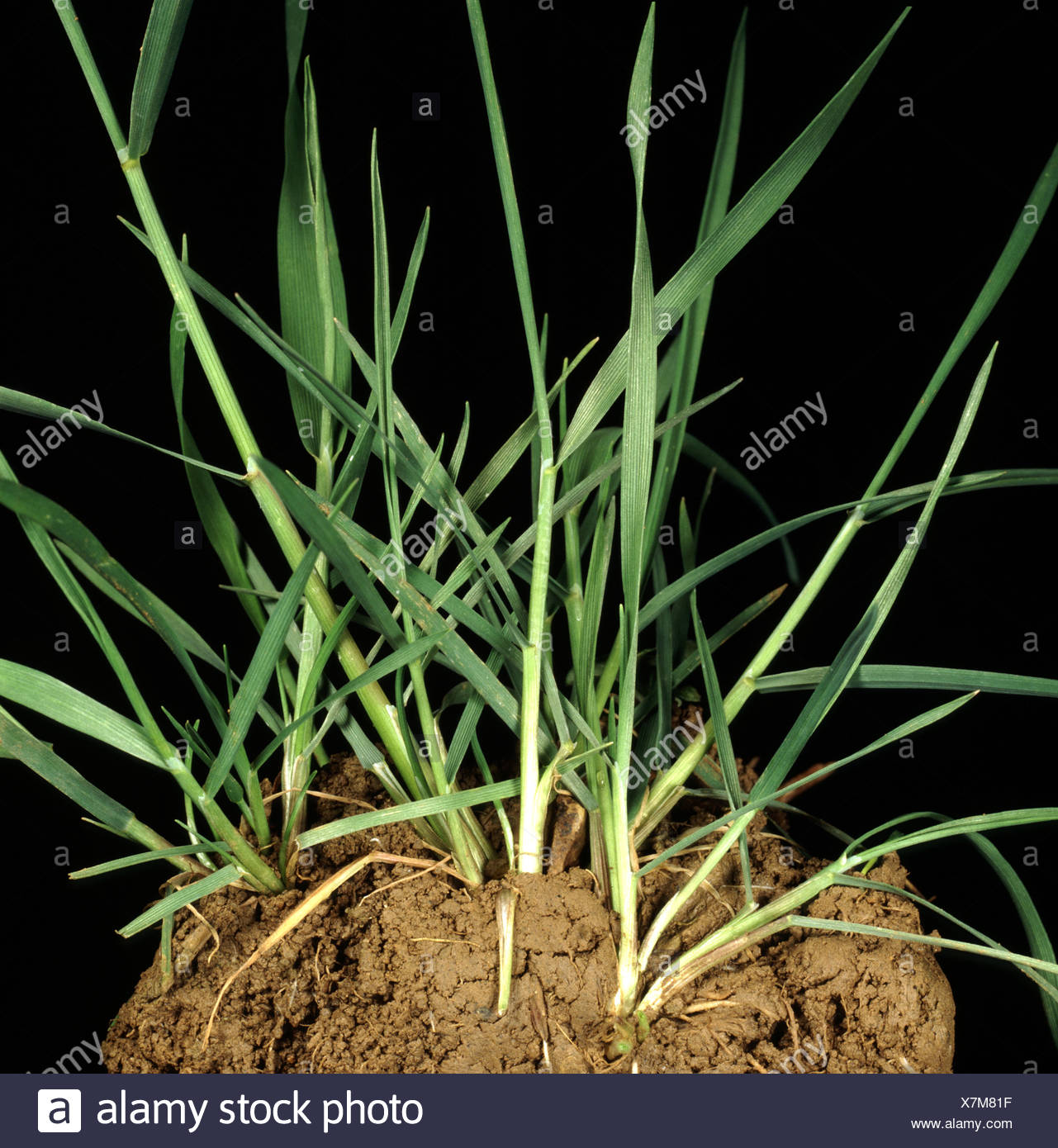 Clump Of Soil High Resolution Stock Photography and Images - Alamy