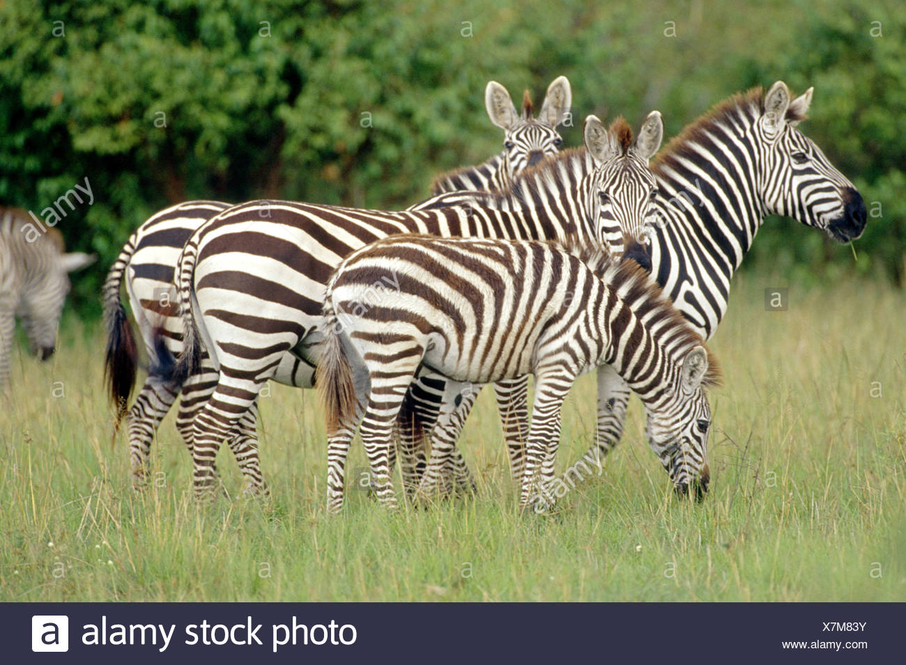 Equus Quagga Boehmi Zebras Grazing Stock Photos & Equus Quagga Boehmi ...