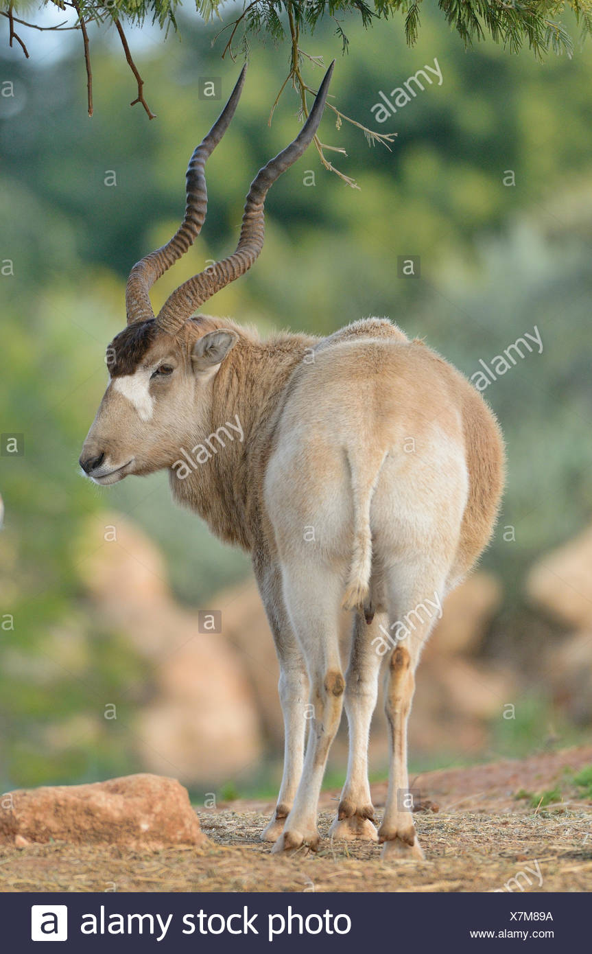Open Air Zoos High Resolution Stock Photography and Images - Alamy