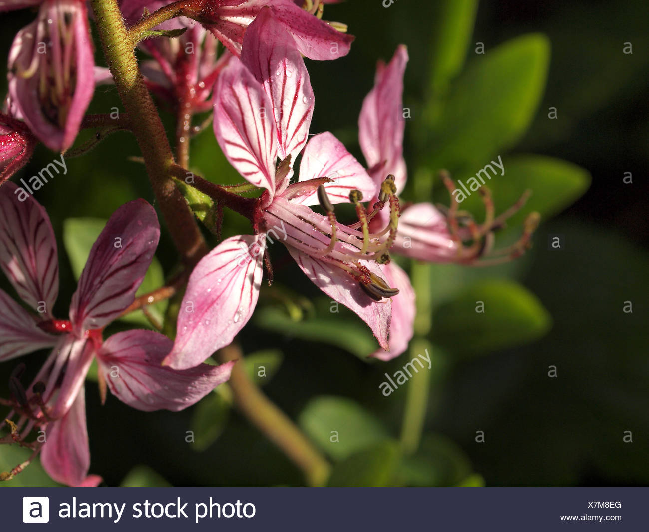 Gas Plant Stock Photos & Gas Plant Stock Images - Alamy