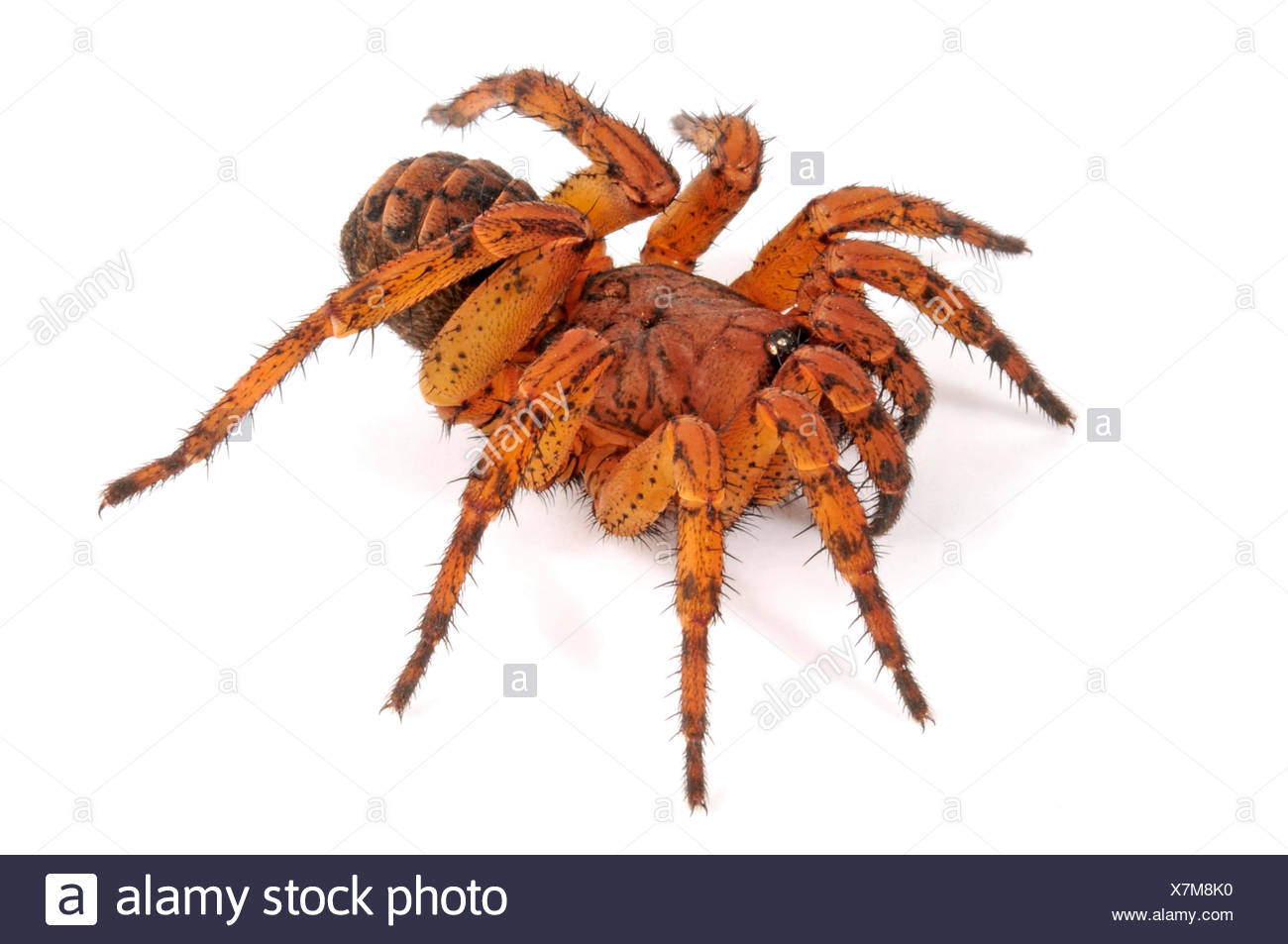 Spiders Of Thailand High Resolution Stock Photography and Images - Alamy