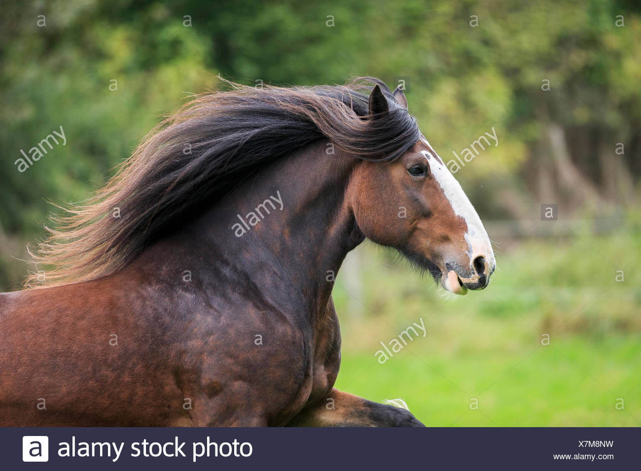 Shire Horse Head Draught Horse High Resolution Stock Photography and ...