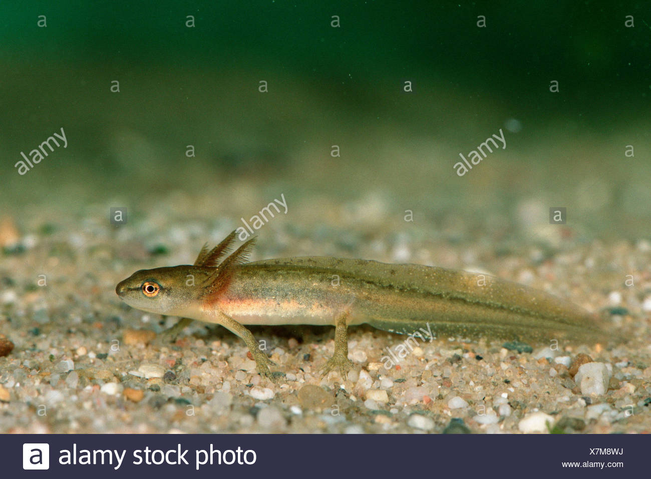Young Newts Stock Photos & Young Newts Stock Images - Alamy