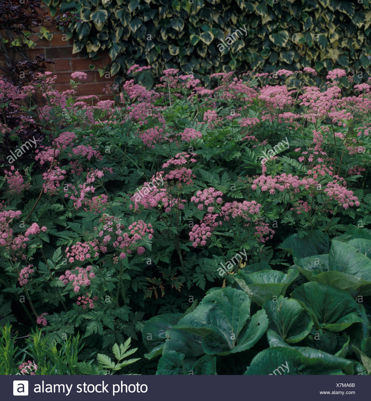Pimpinella Major Rosea High Resolution Stock Photography and Images - Alamy