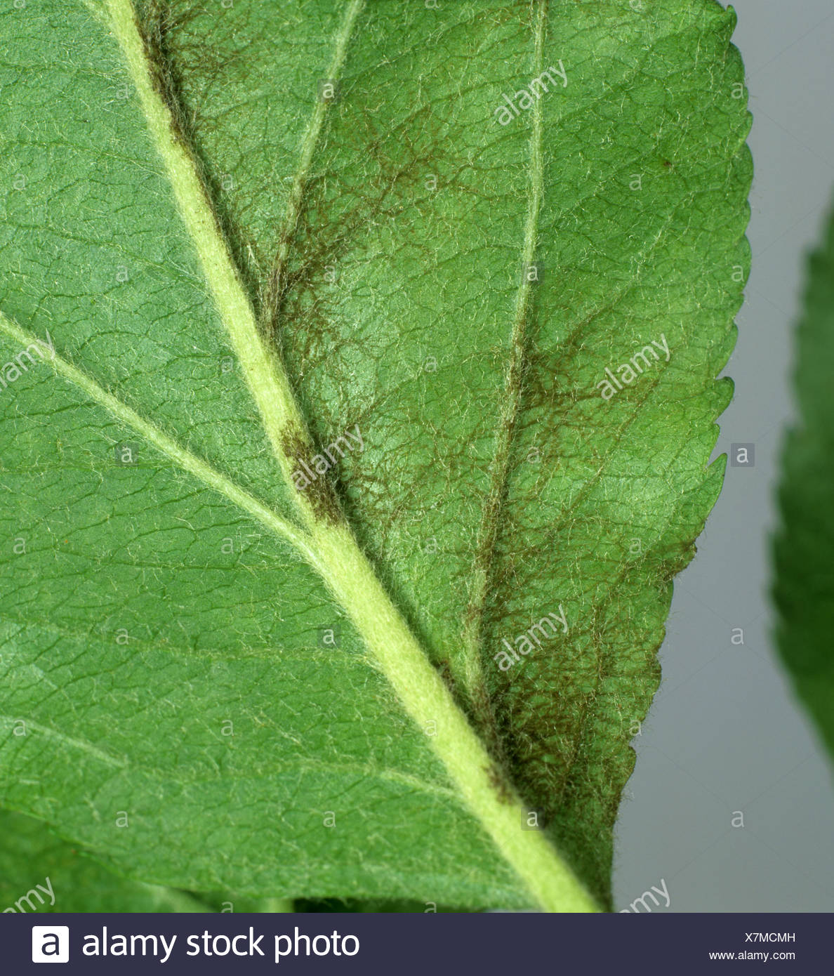 Leaf Infection High Resolution Stock Photography and Images - Alamy