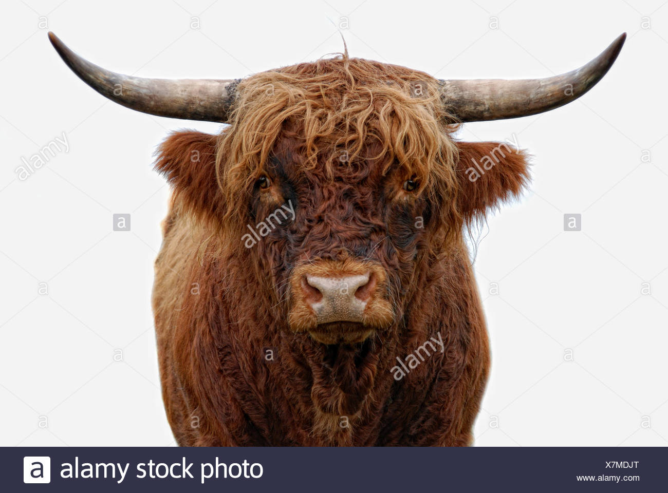 Br Bull High Resolution Stock Photography and Images - Alamy
