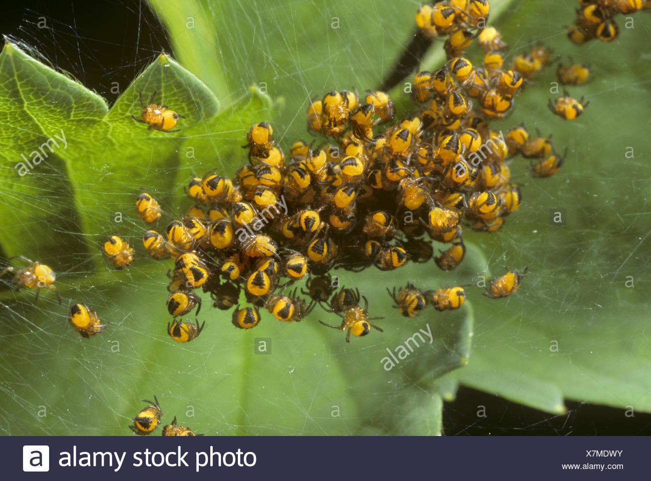 Spiderlings Stock Photos & Spiderlings Stock Images - Alamy