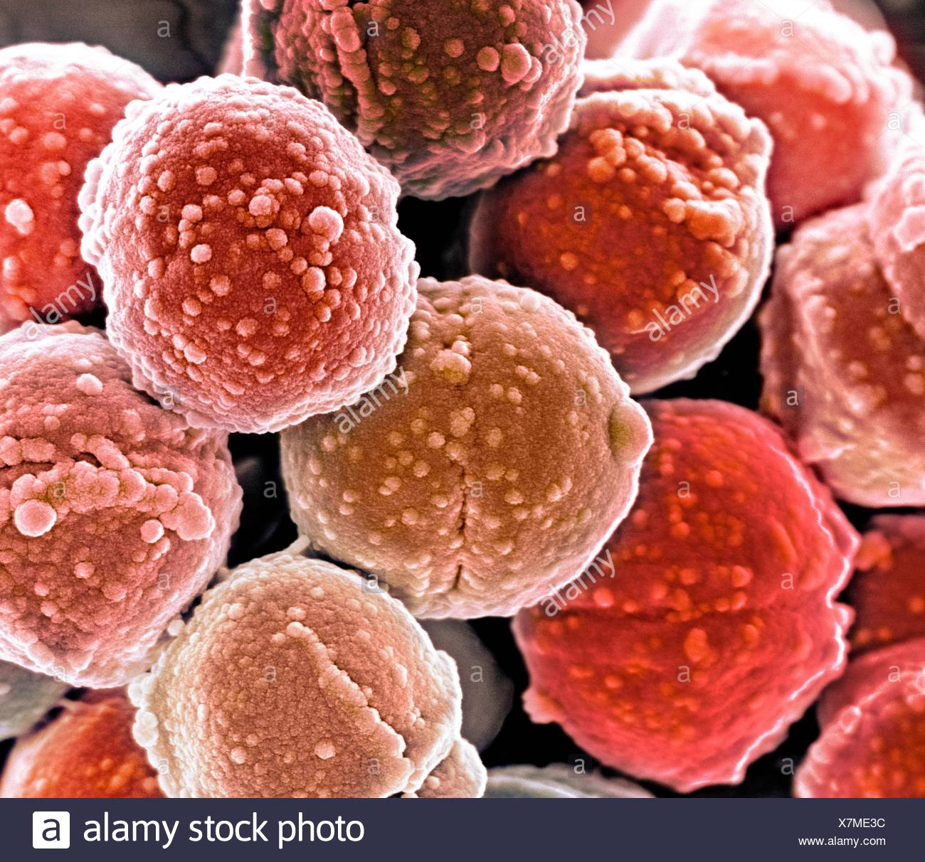 Staphylococcus Bacteria Stock Photos & Staphylococcus Bacteria Stock ...