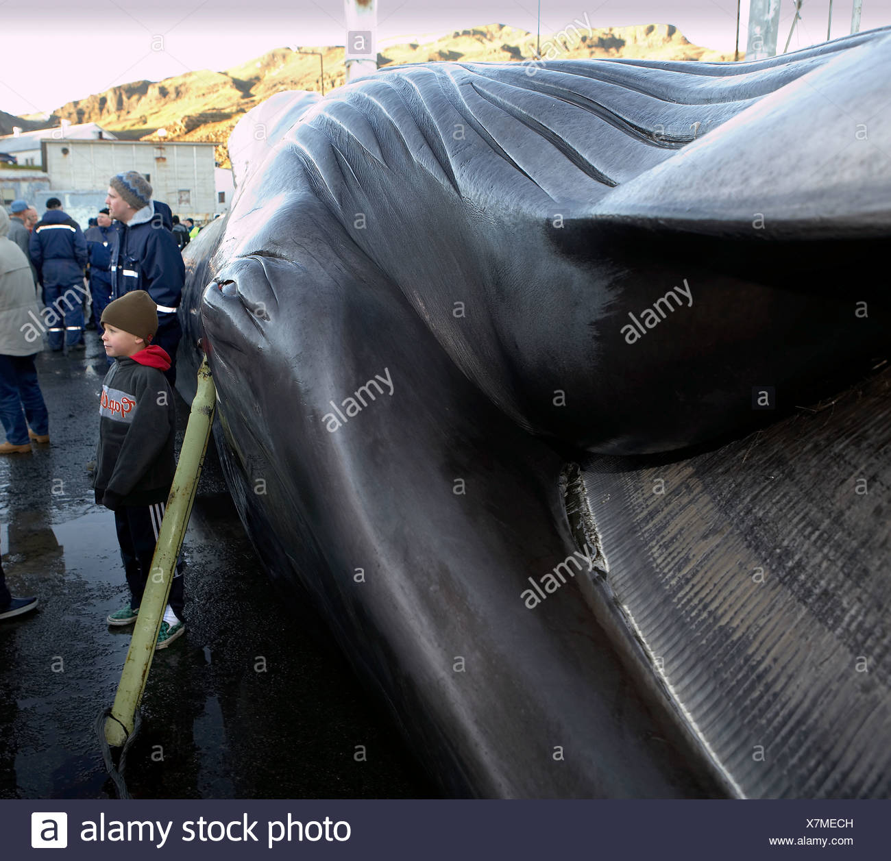 Whale Hunting Harpoon High Resolution Stock Photography and Images - Alamy