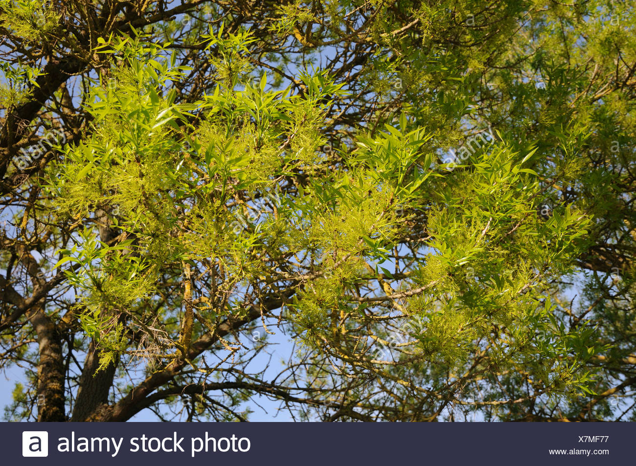 Ash Tree Buds High Resolution Stock Photography and Images - Alamy