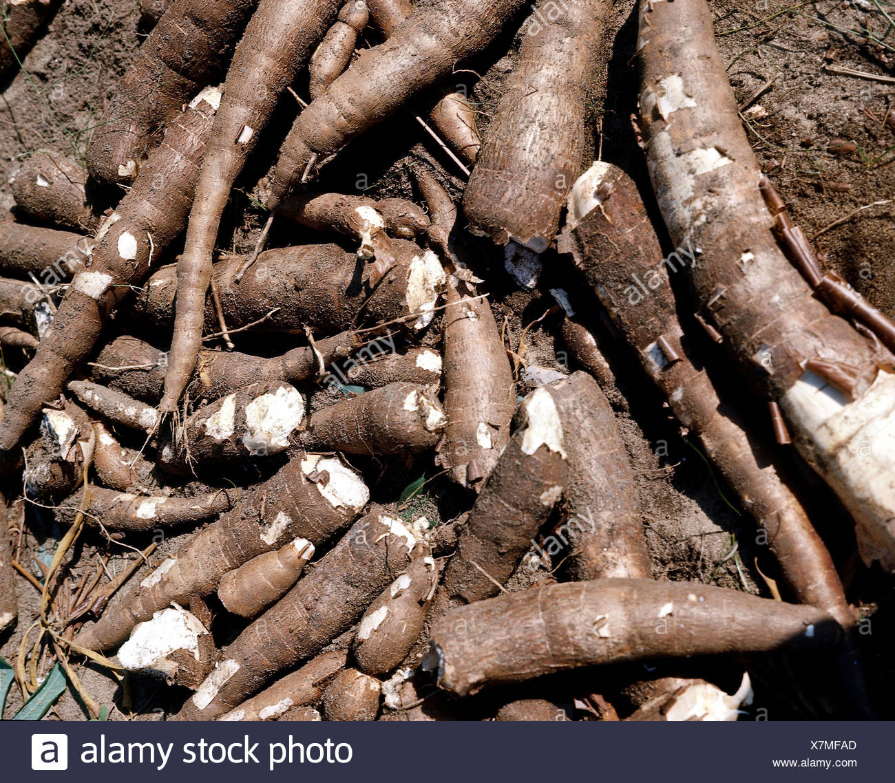 Mandioca Stock Photos & Mandioca Stock Images - Alamy