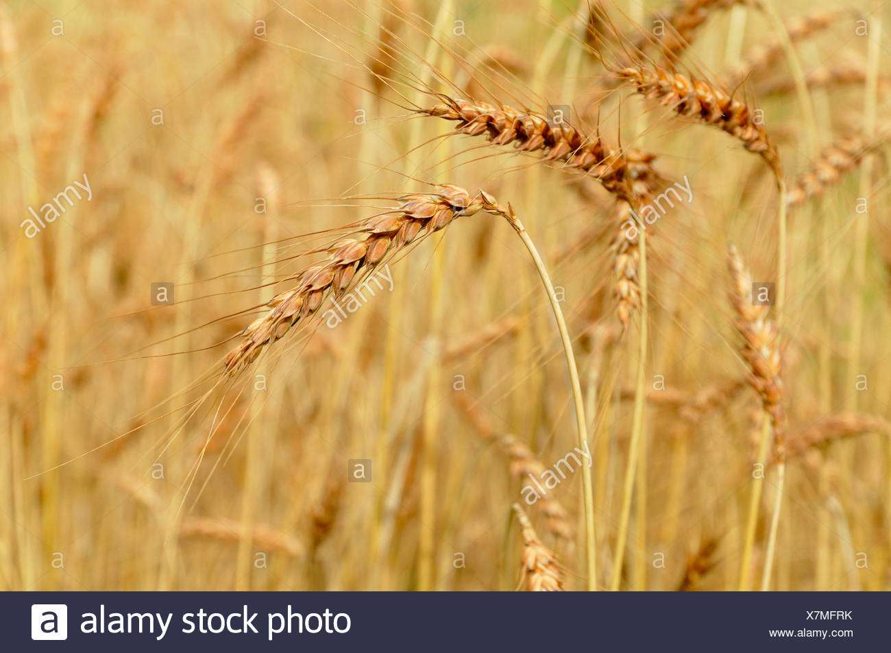 Awn High Resolution Stock Photography and Images - Alamy