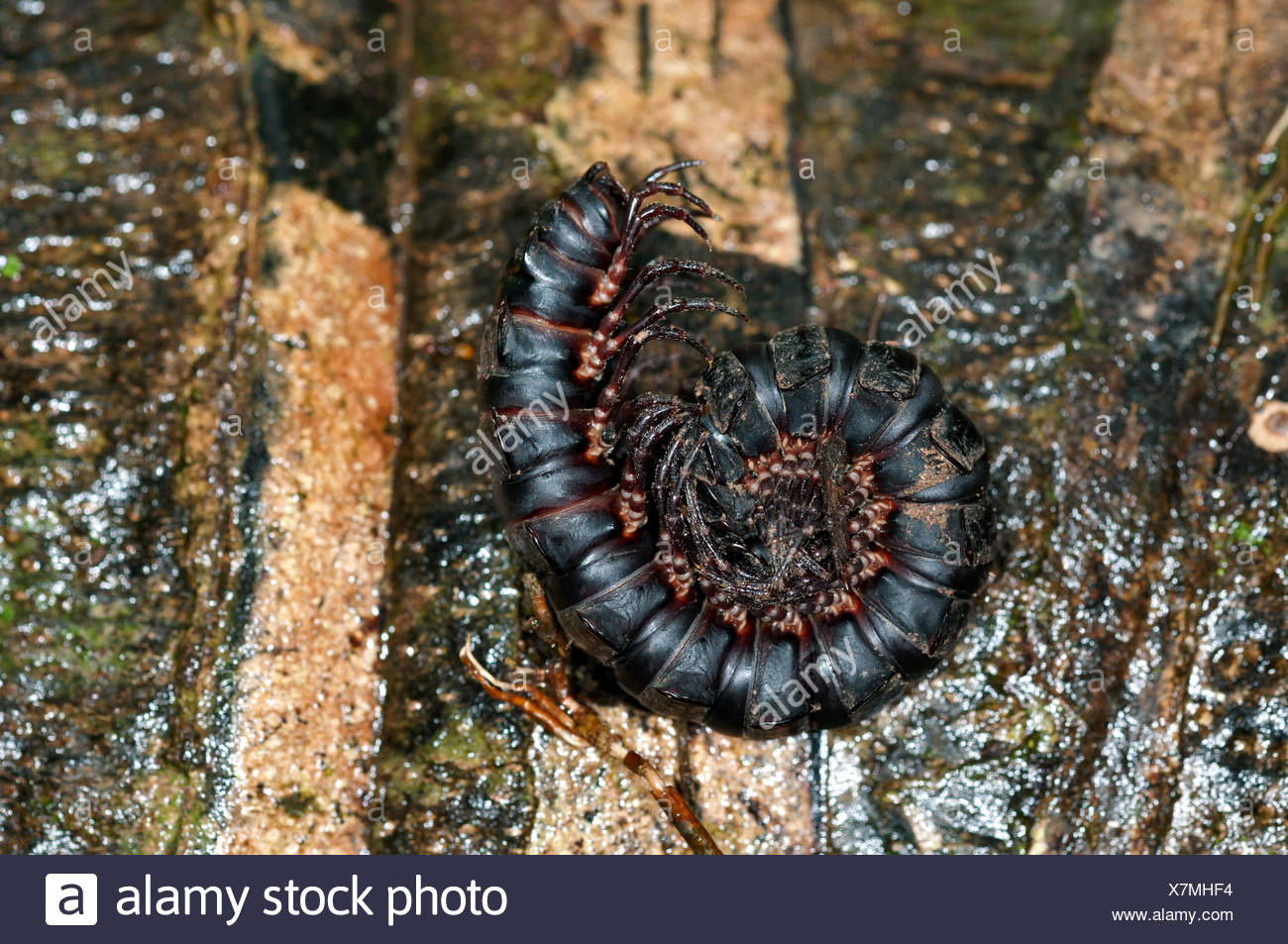 Myriapoda High Resolution Stock Photography and Images - Alamy