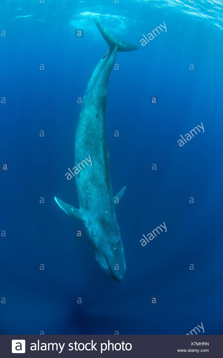 Blue Whale Balaenoptera Musculus High Resolution Stock Photography and ...