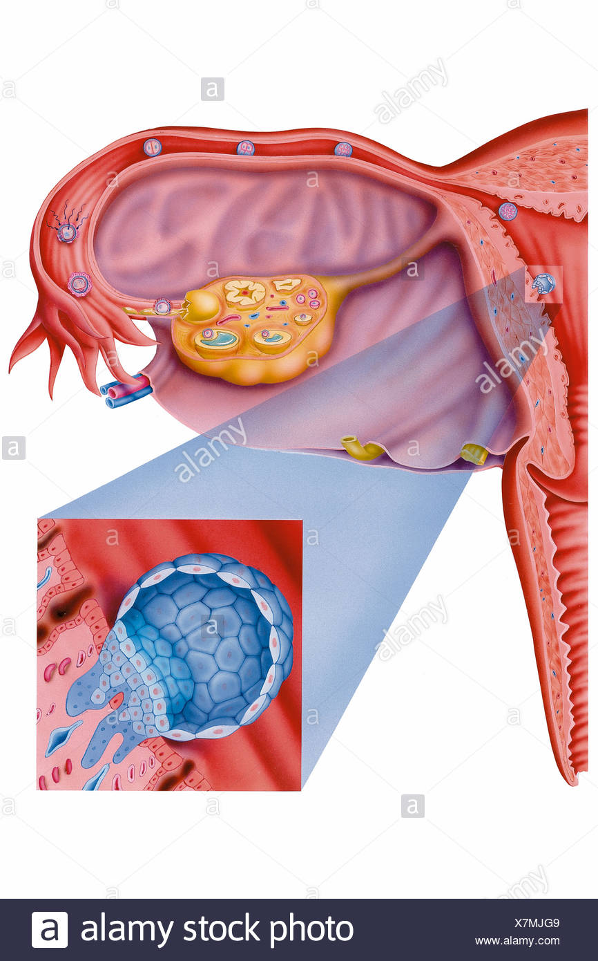 Fertilization Drawing High Resolution Stock Photography and Images - Alamy