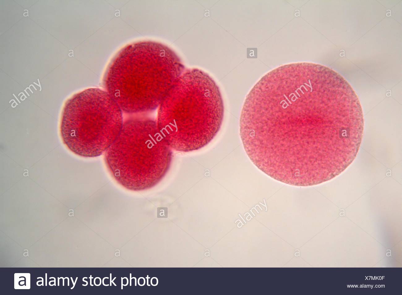 Human Egg Cell Stock Photos & Human Egg Cell Stock Images - Alamy