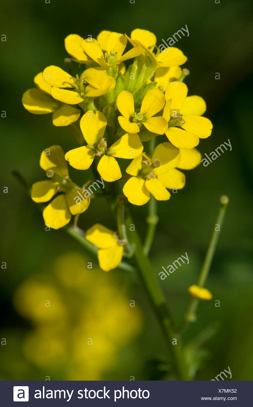 Flowering Treacle Mustard High Resolution Stock Photography and Images ...