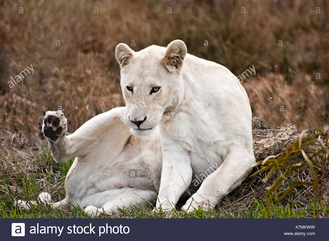One White Lion High Resolution Stock Photography and Images - Alamy